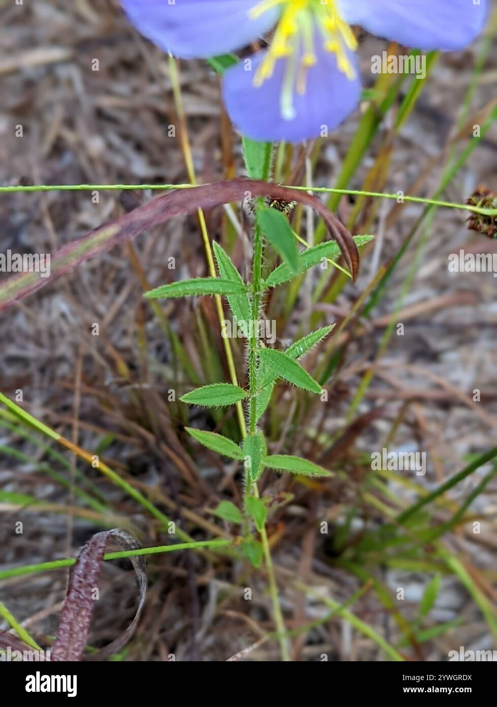 Maid Marian (Rhexia nashii Stock Photo - Alamy