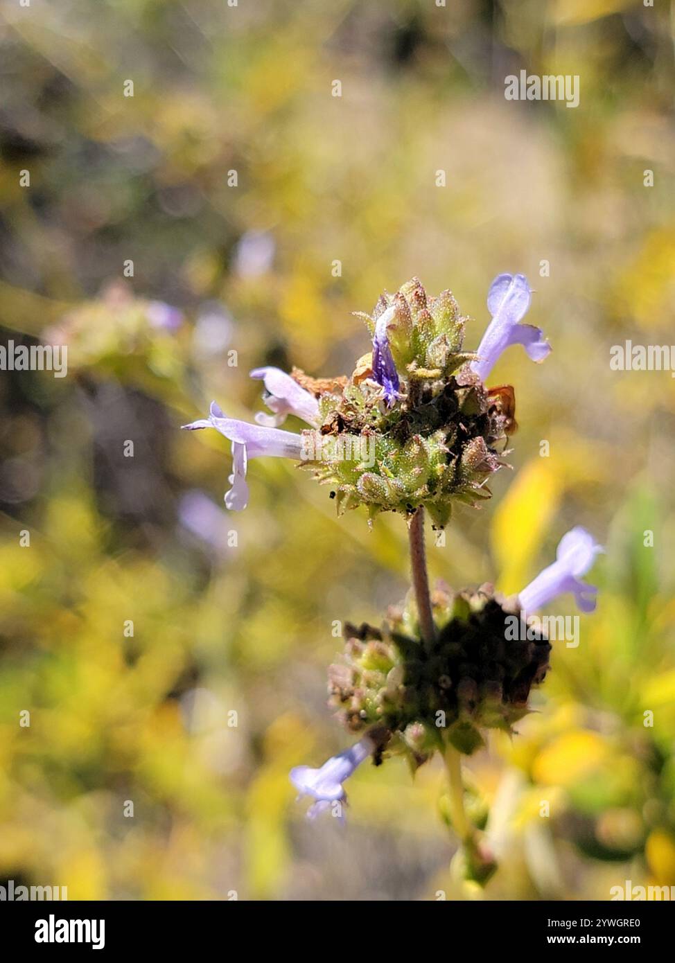 black sage (Salvia mellifera Stock Photo - Alamy