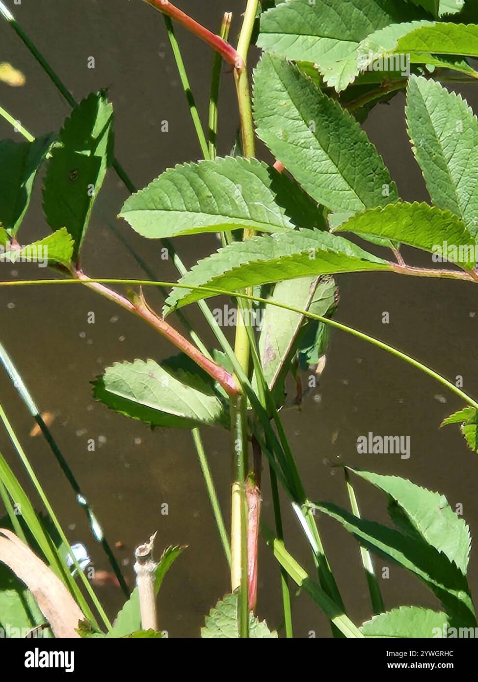 swamp rose (Rosa palustris Stock Photo - Alamy