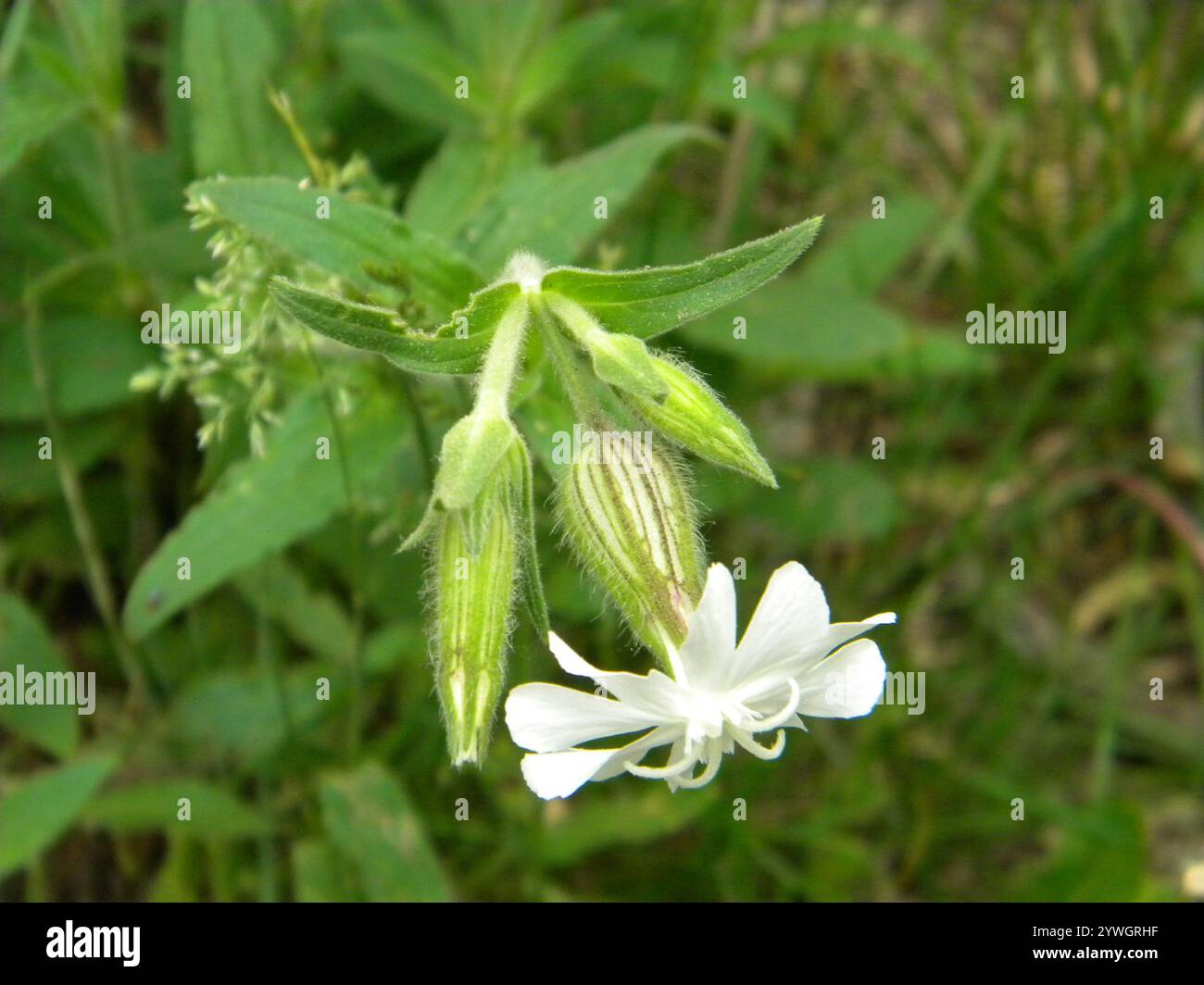 white campion (Silene latifolia Stock Photo - Alamy