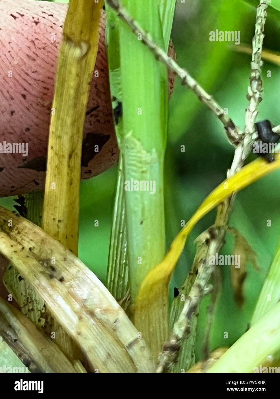 smooth-sheathed sedge (Carex laevivaginata Stock Photo - Alamy