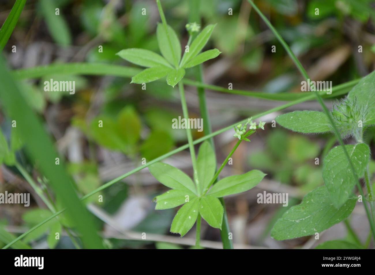 fragrant bedstraw (Galium triflorum Stock Photo - Alamy