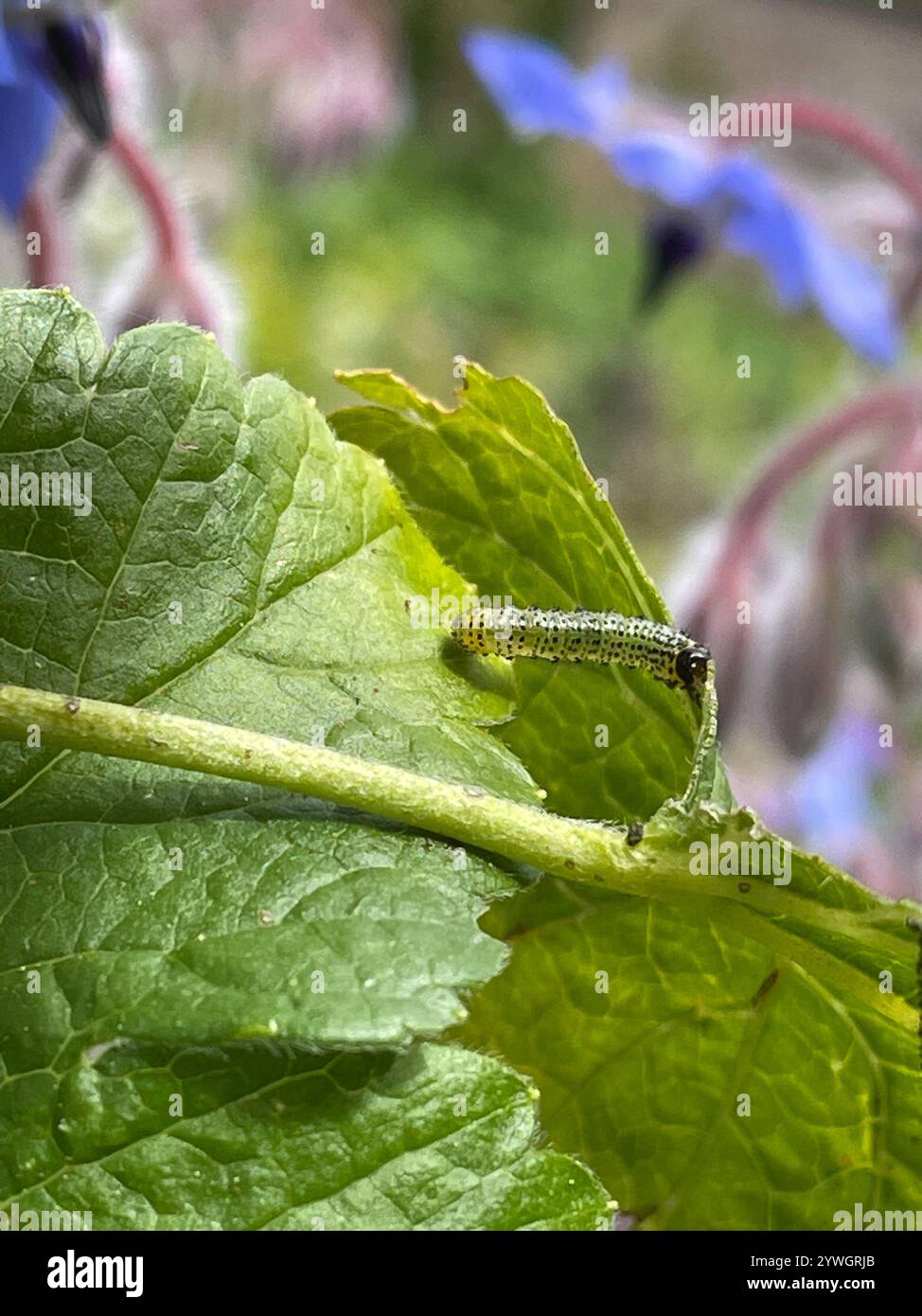 Imported currantworm hi-res stock photography and images - Alamy