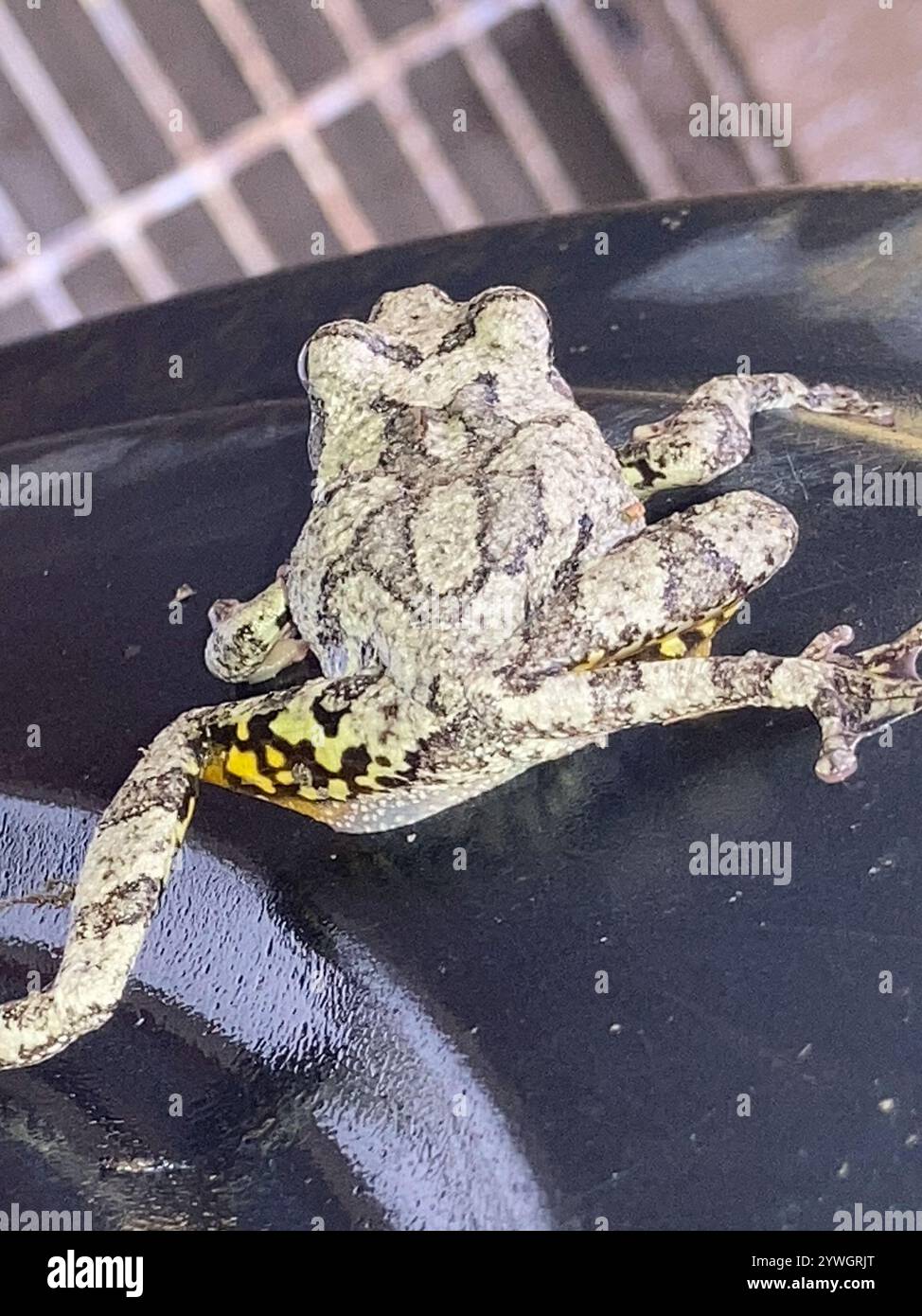 Cope's Gray Treefrog (Hyla chrysoscelis Stock Photo - Alamy