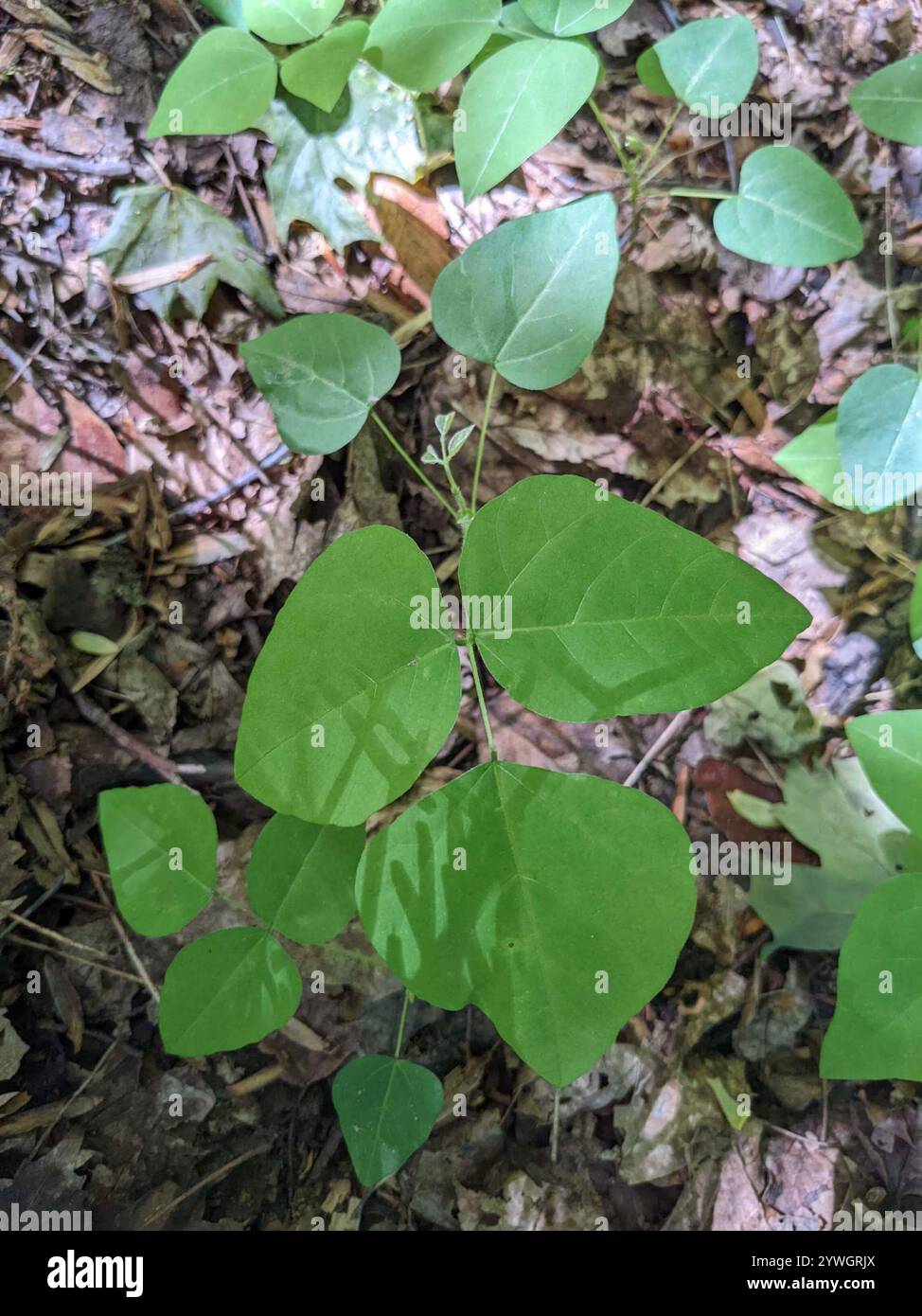 American hog-peanut (Amphicarpaea bracteata Stock Photo - Alamy