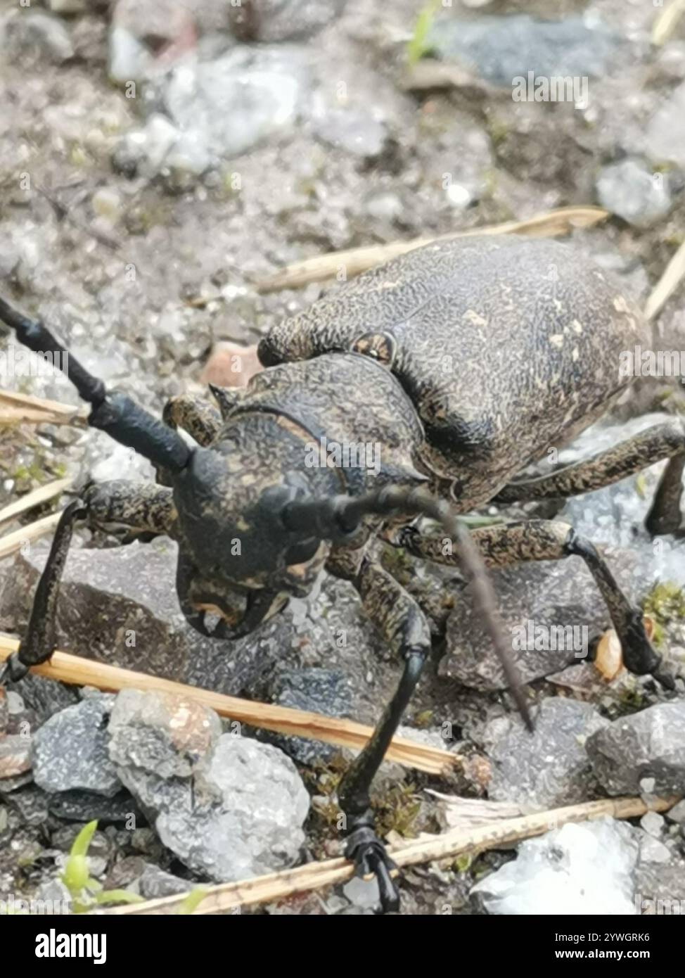 Weaver beetle (Lamia textor Stock Photo - Alamy