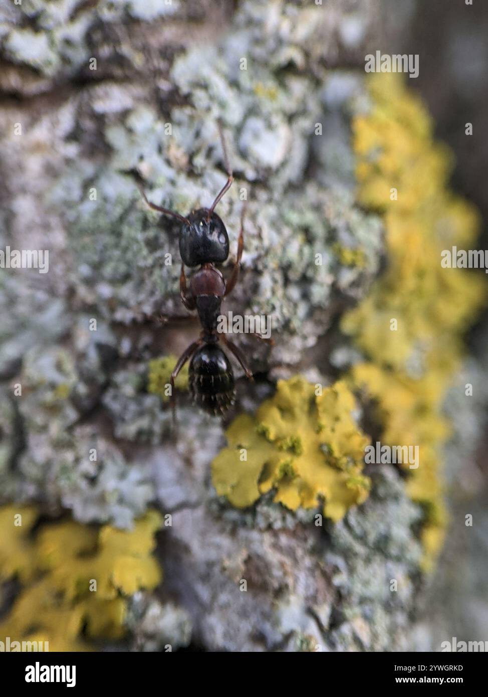 Nearctic Carpenter Ant (Camponotus nearcticus Stock Photo - Alamy