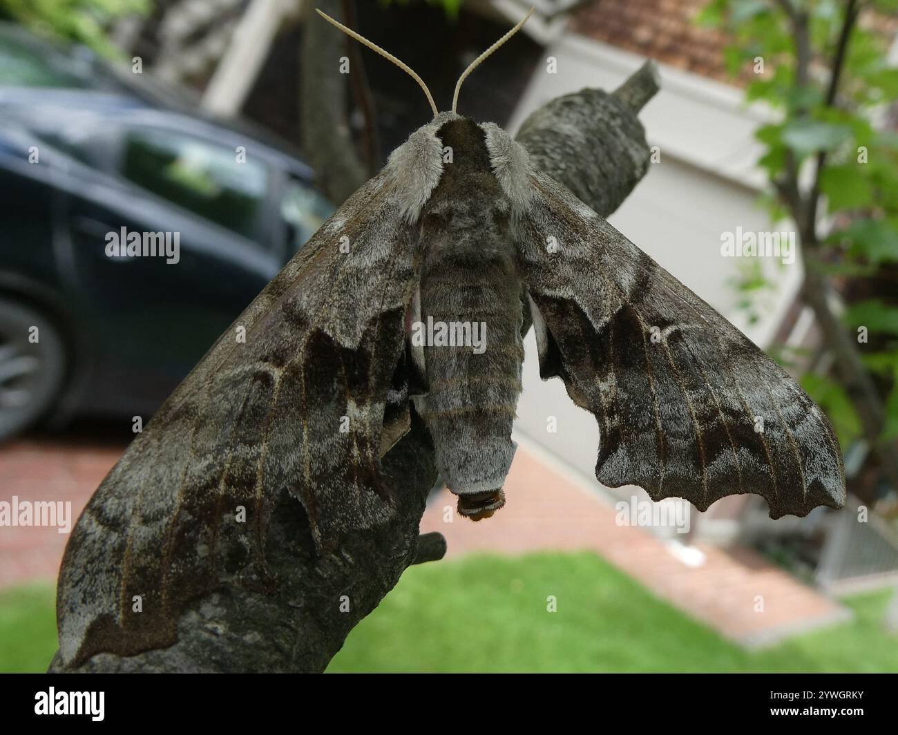 One-eyed Sphinx (Smerinthus cerisyi Stock Photo - Alamy
