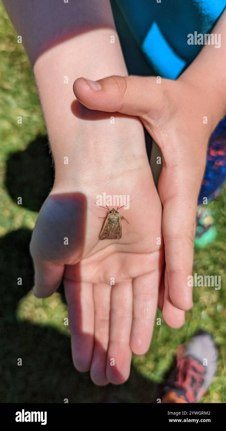 Variegated Cutworm Moth (Peridroma saucia Stock Photo - Alamy