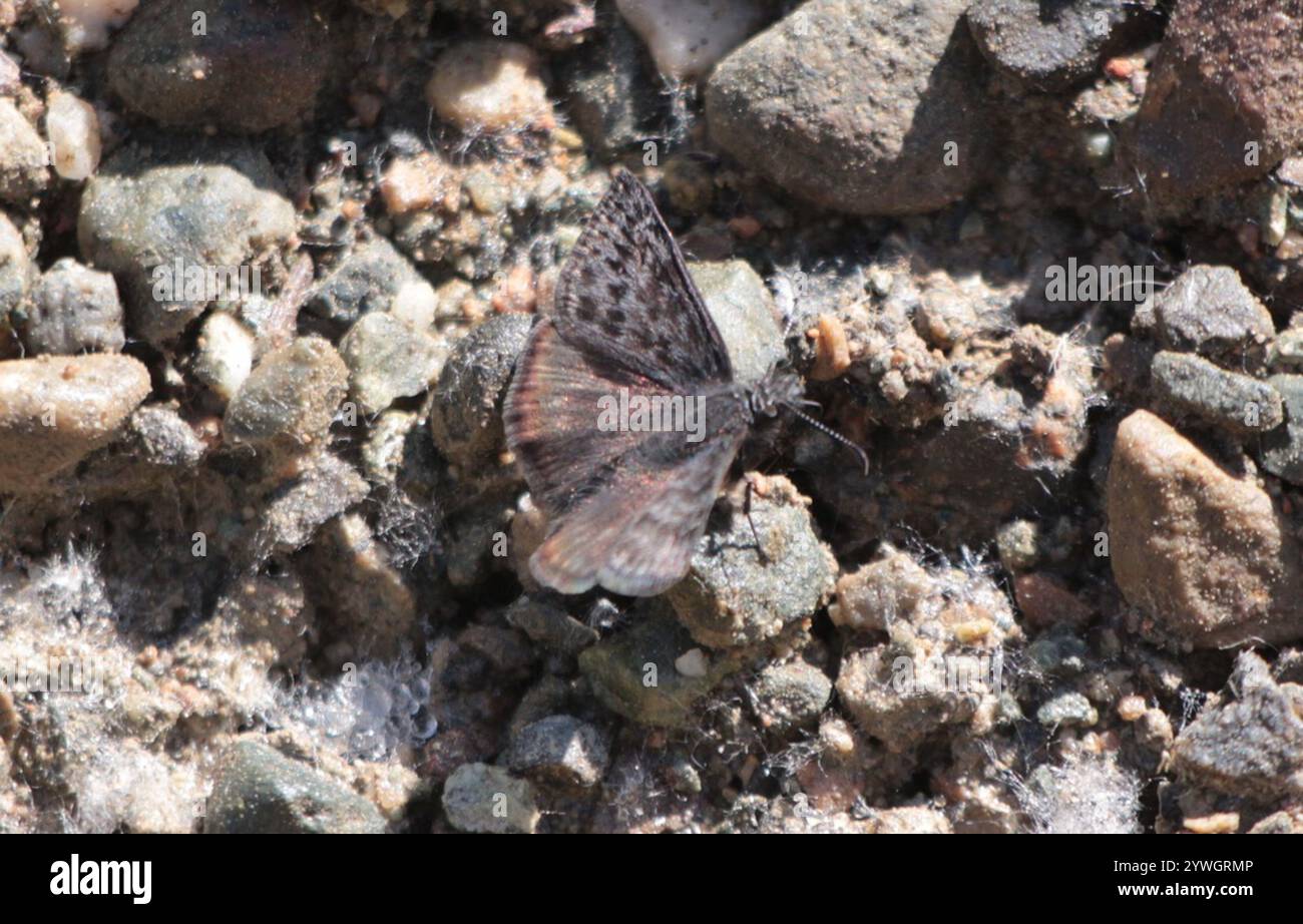 Persius Duskywing (Erynnis persius Stock Photo - Alamy