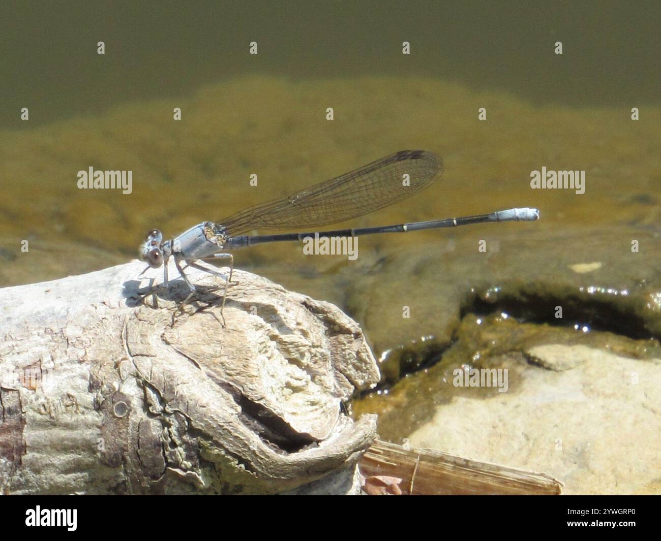 Argia moesta hi-res stock photography and images - Alamy