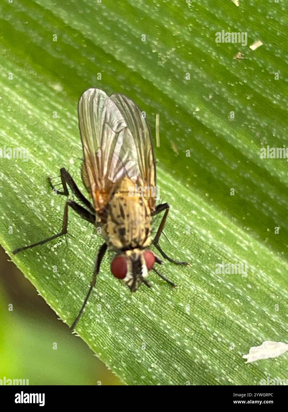 Common Tiger Fly (Coenosia tigrina Stock Photo - Alamy