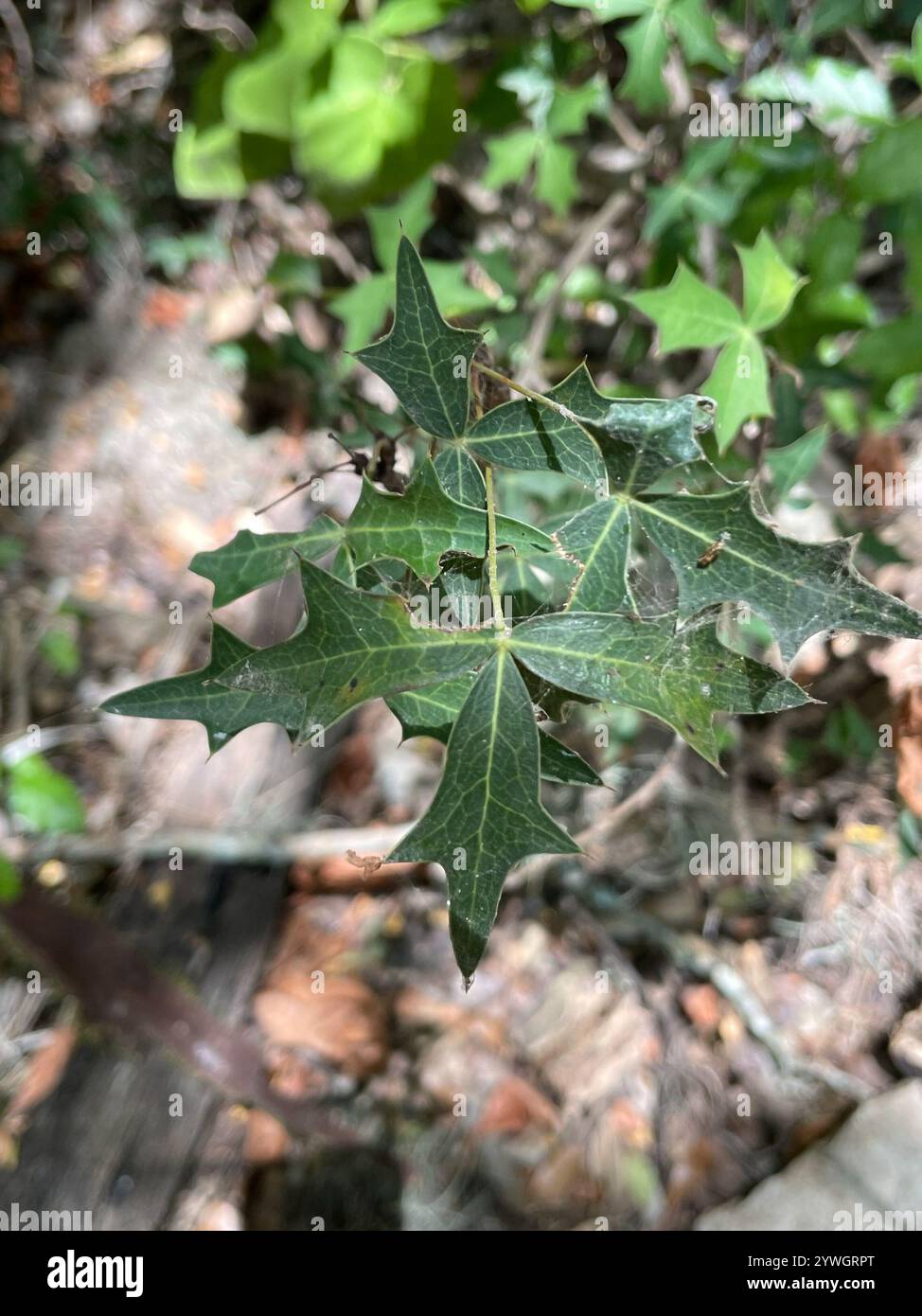 Agarita (Berberis trifoliolata Stock Photo - Alamy