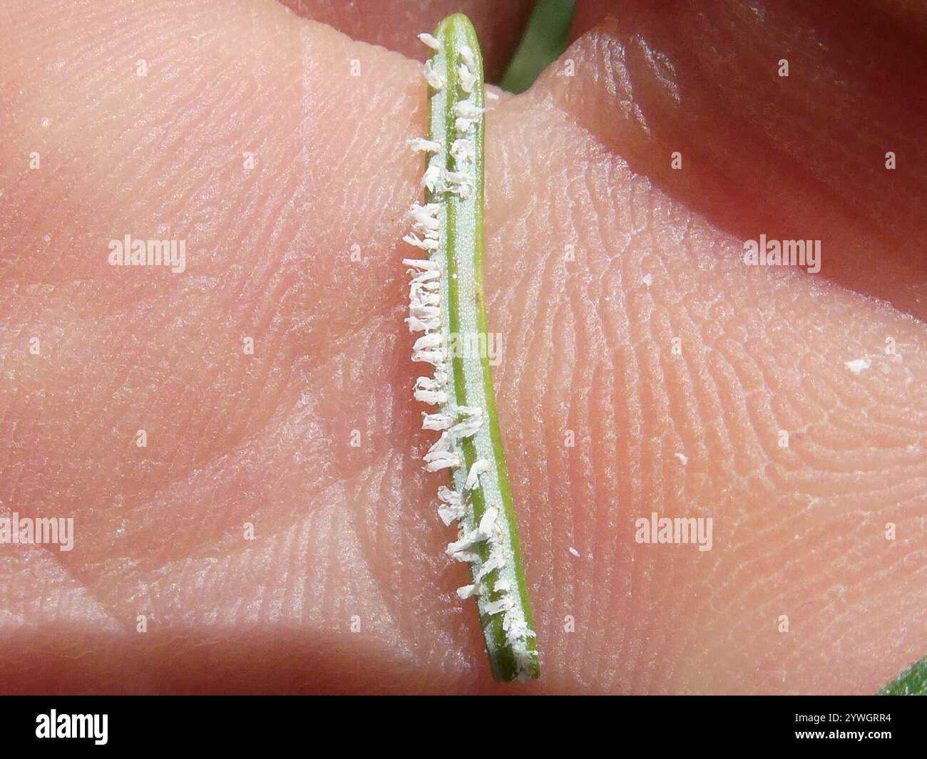 rust fungi (Pucciniales Stock Photo - Alamy