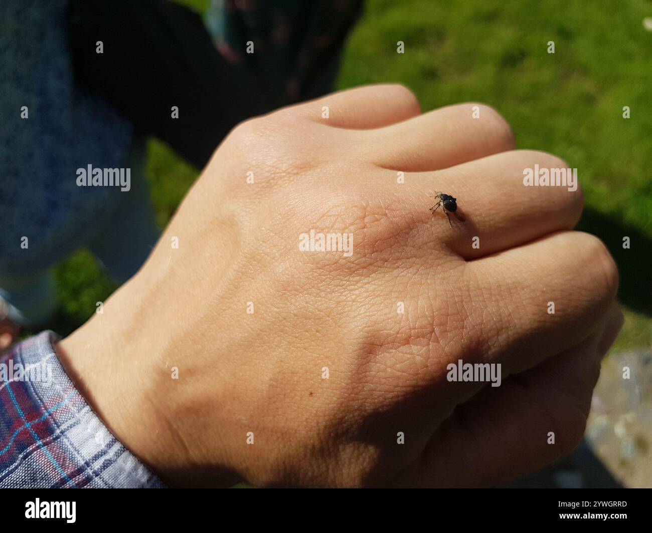 Iris weevil (Mononychus punctumalbum Stock Photo - Alamy