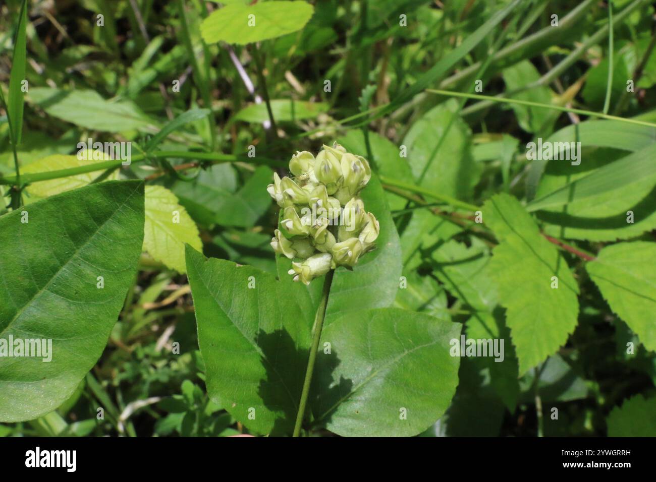 forest scurfpea (Rupertia physodes Stock Photo - Alamy