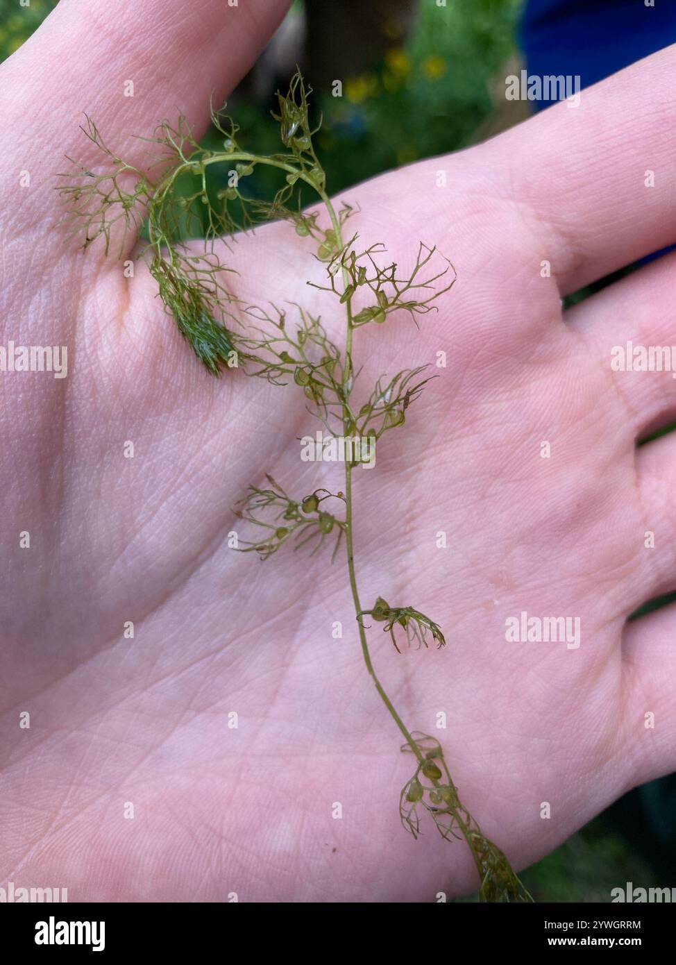 Section Utricularia (Utricularia Stock Photo - Alamy
