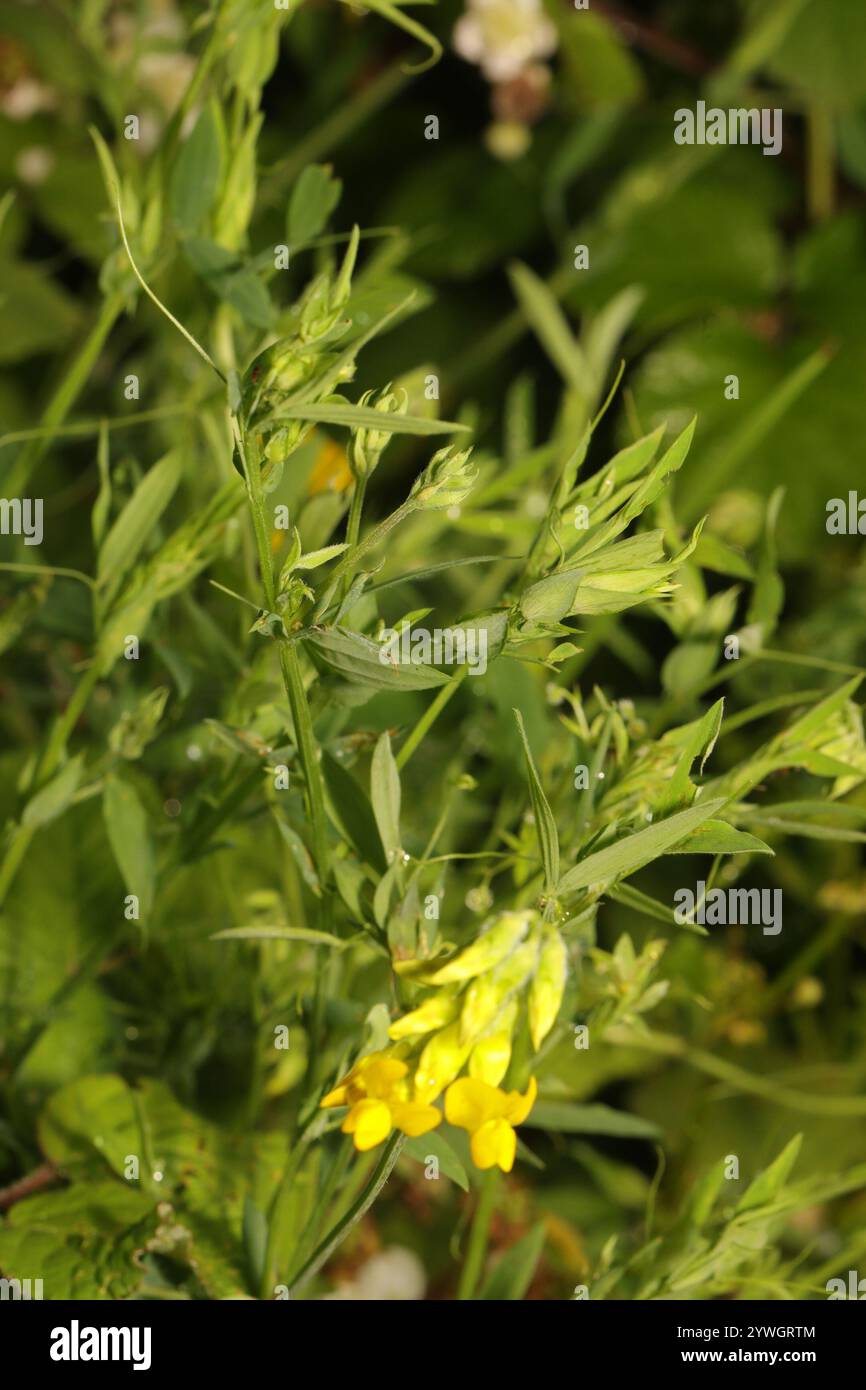 meadow pea (Lathyrus pratensis Stock Photo - Alamy