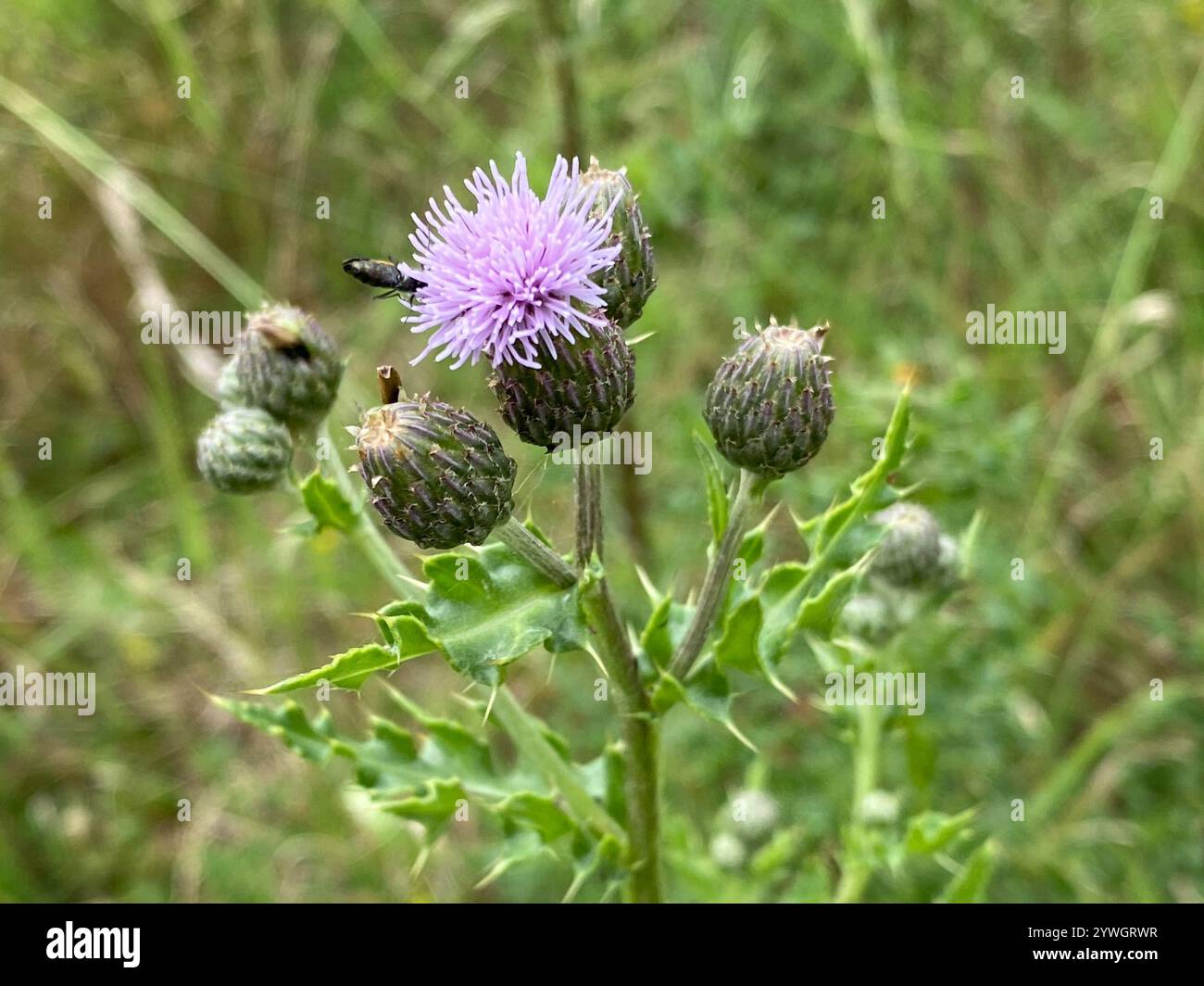 creeping thistle (Cirsium arvense Stock Photo - Alamy
