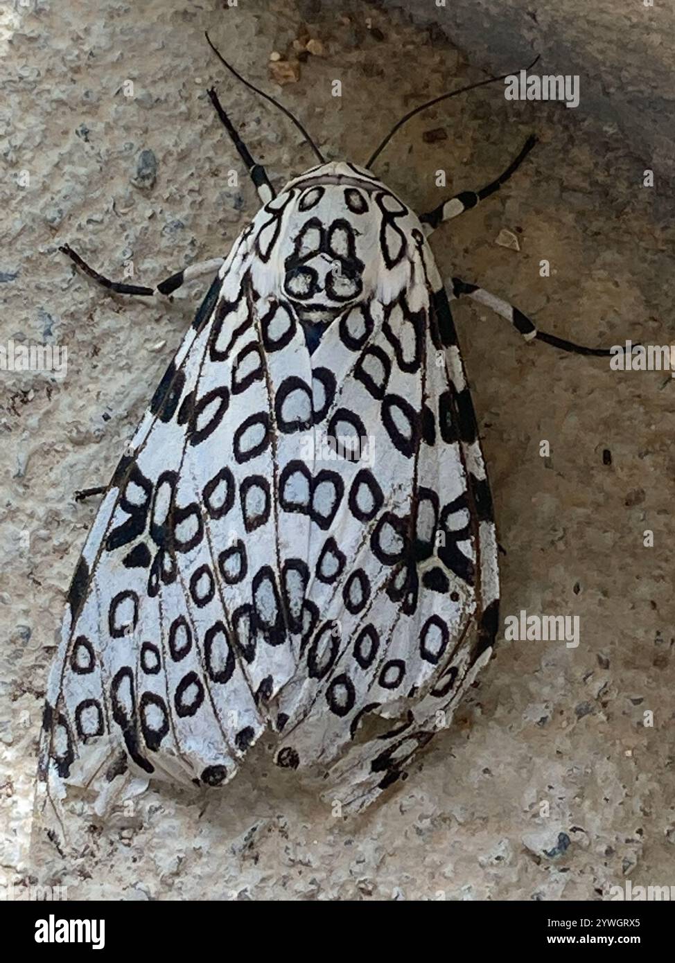Giant Leopard Moth (Hypercompe scribonia Stock Photo - Alamy