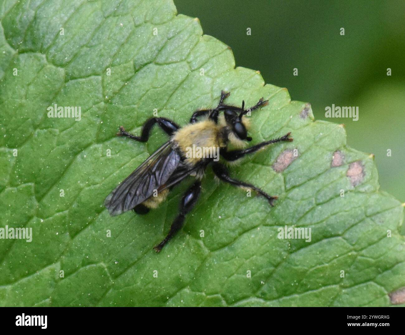 Posticata hi-res stock photography and images - Alamy