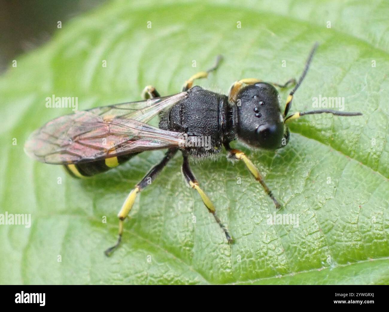 Common Ectemnius (Ectemnius continuus Stock Photo - Alamy