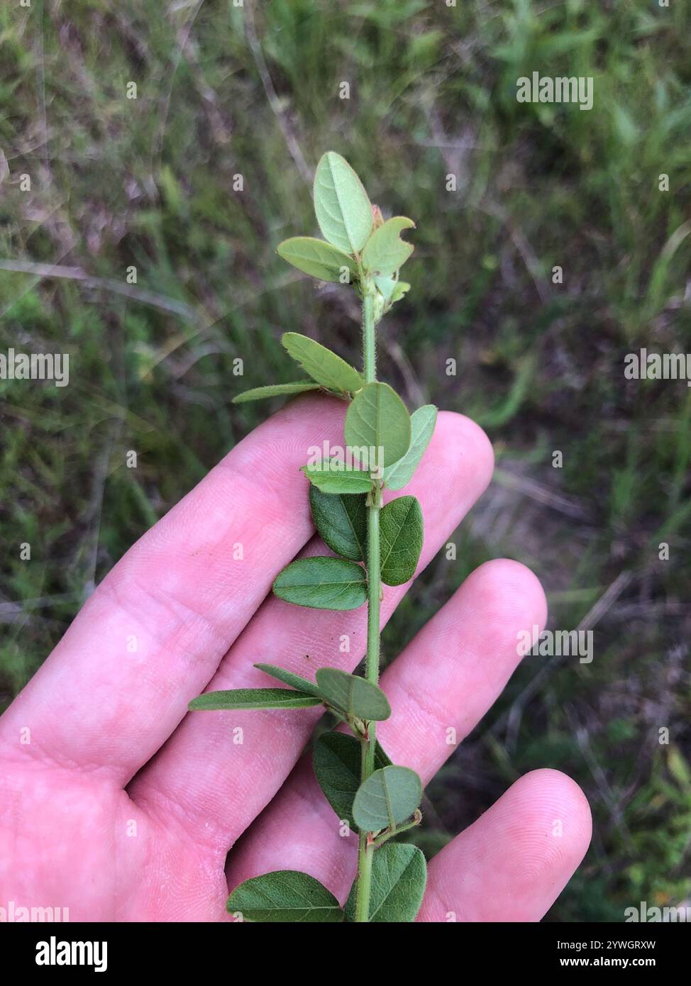 Little-leaf Tick-clover (Desmodium ciliare Stock Photo - Alamy