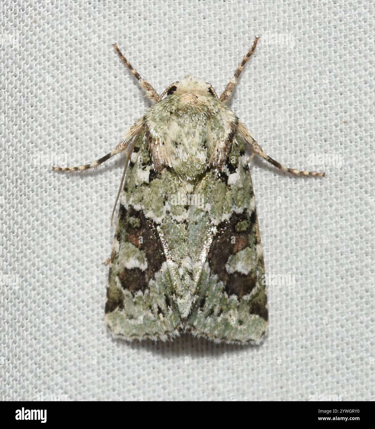 Laudabilis hi-res stock photography and images - Alamy