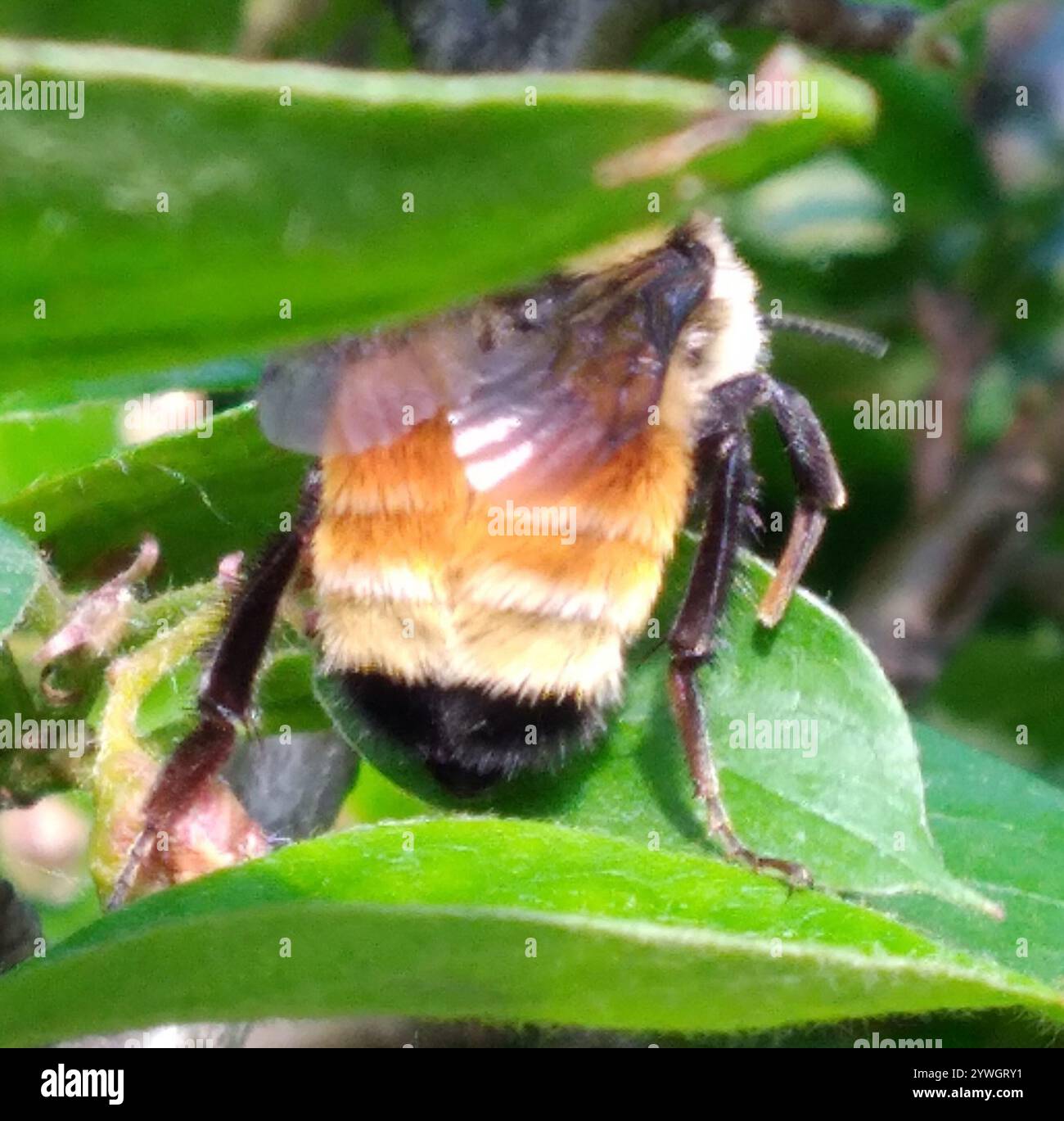 Tricolored Bumble Bee (Bombus ternarius Stock Photo - Alamy