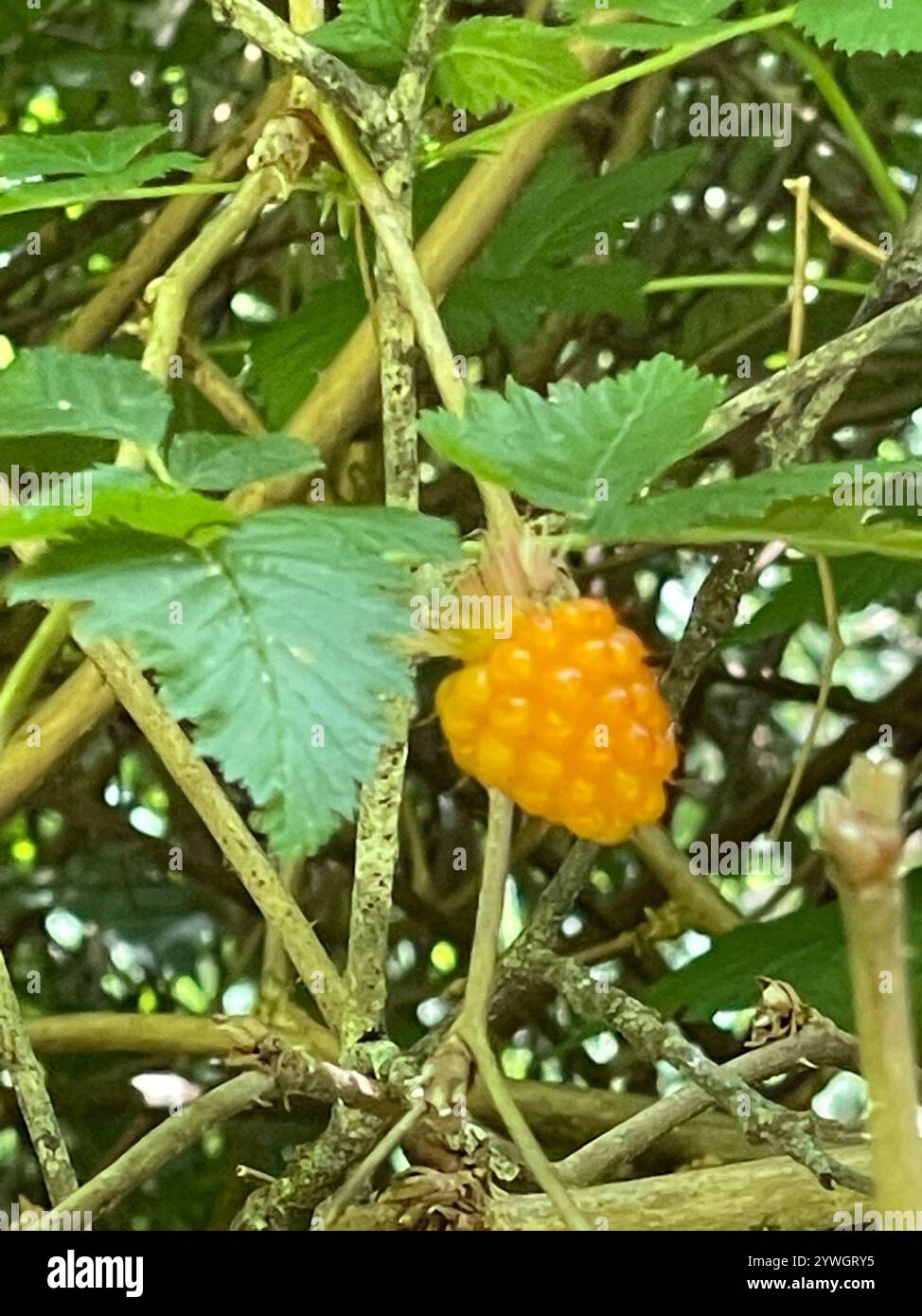 Salmonberry (Rubus spectabilis Stock Photo - Alamy