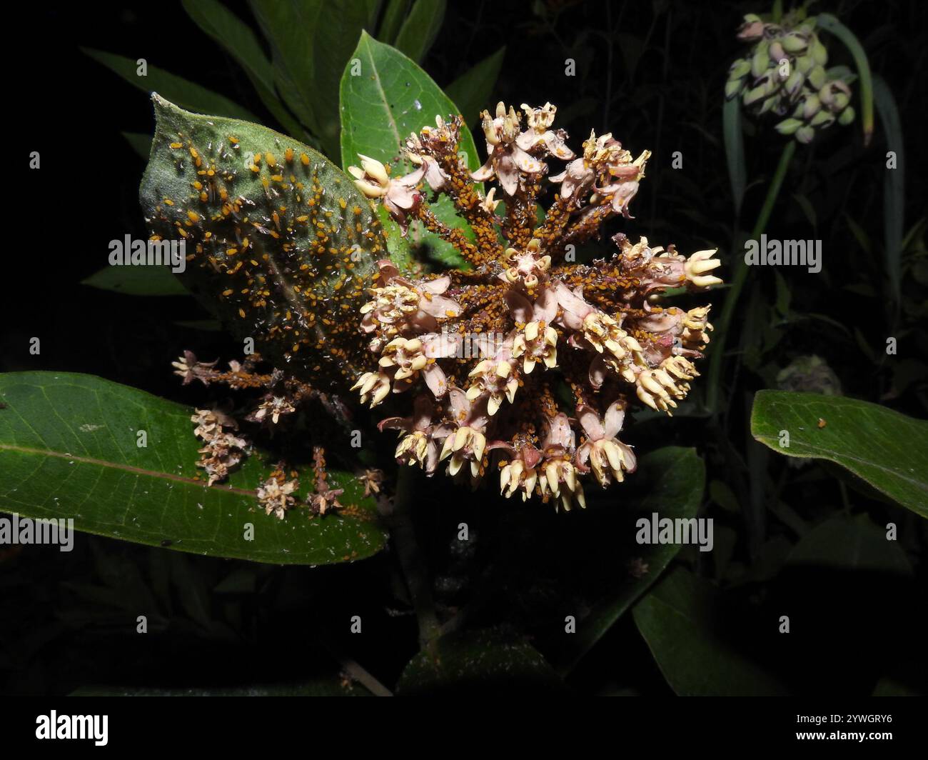 Oleander Aphid (Aphis nerii Stock Photo - Alamy