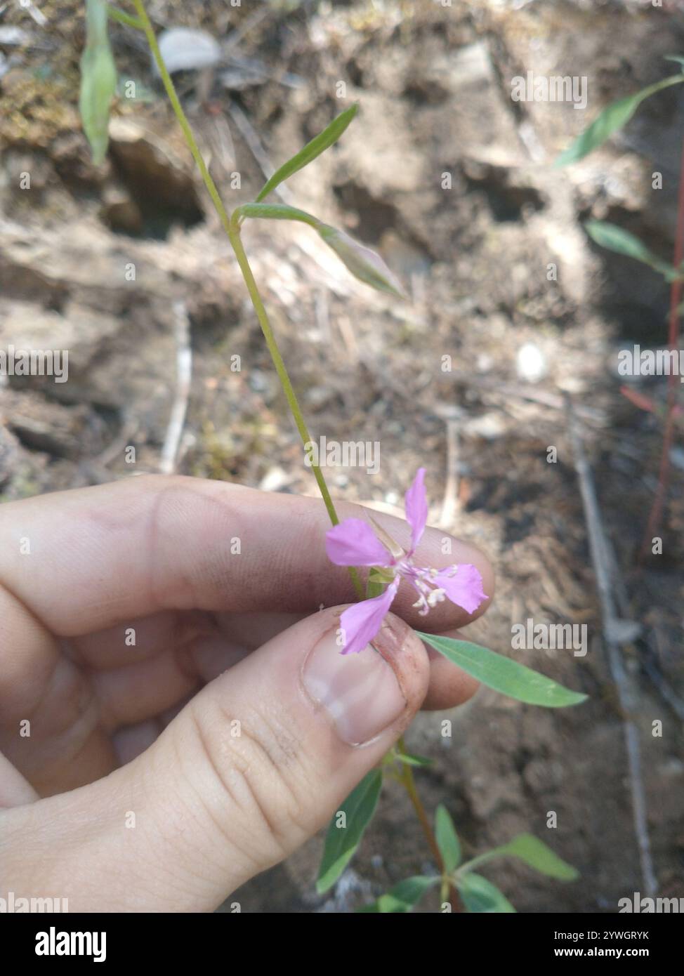 diamond clarkia (Clarkia rhomboidea Stock Photo - Alamy