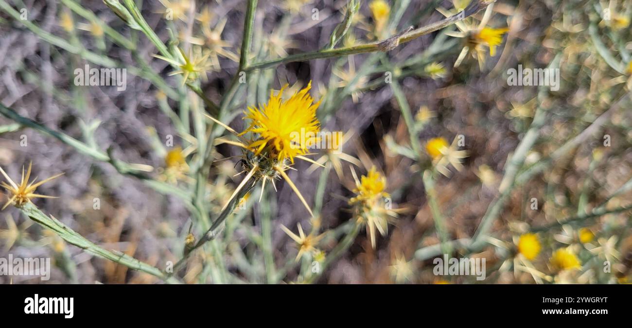 Yellow Star-Thistle (Centaurea solstitialis Stock Photo - Alamy