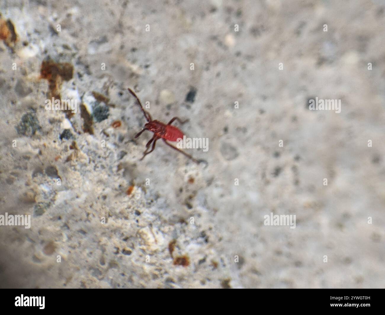 Leaf-footed Bugs and Allies (Coreoidea Stock Photo - Alamy