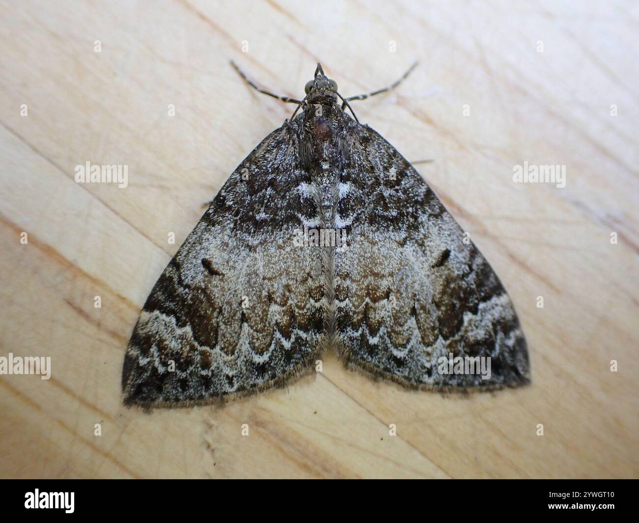 Marbled Carpet Moth (Dysstroma truncata Stock Photo - Alamy