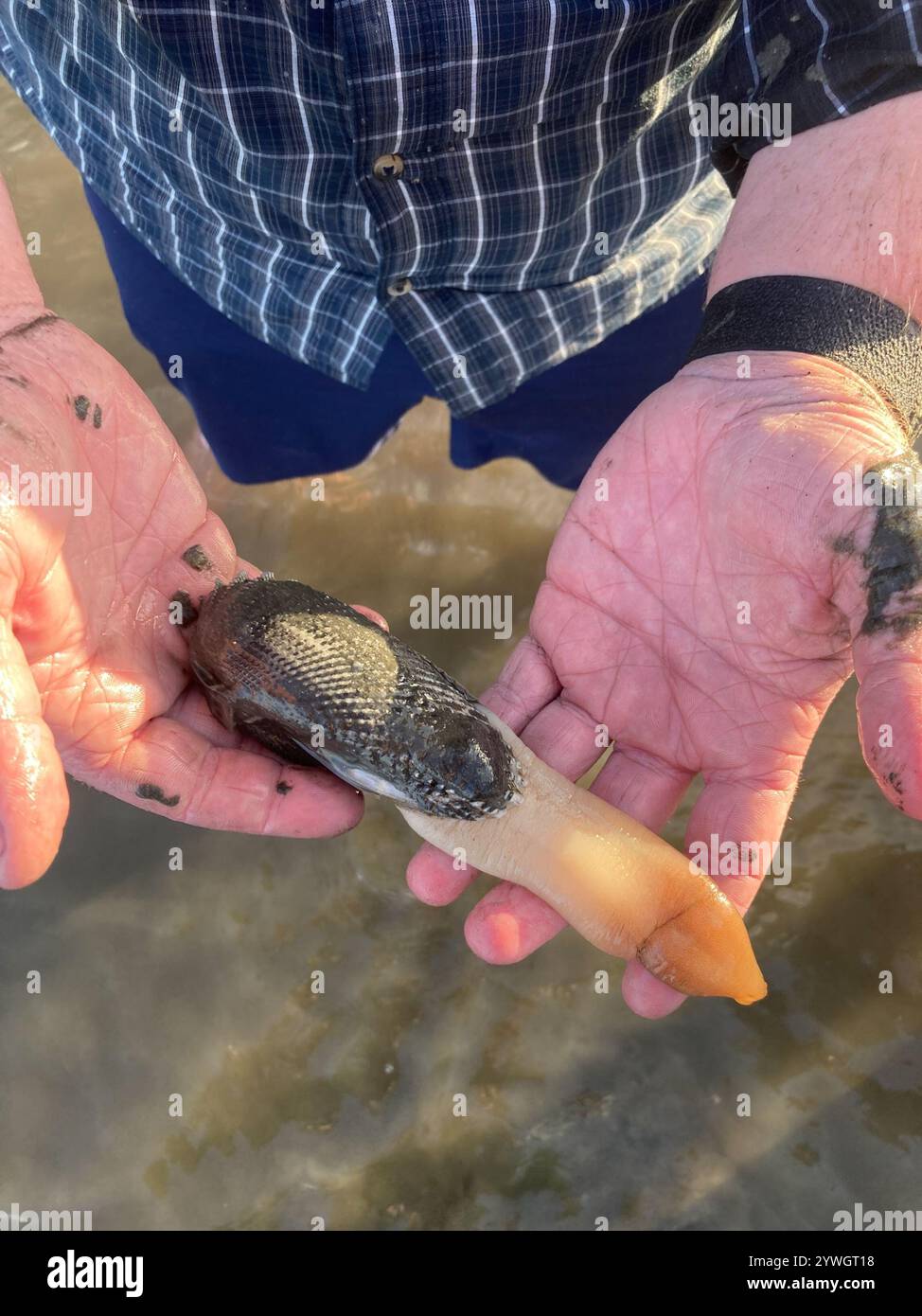 Angelwing (Cyrtopleura costata Stock Photo - Alamy
