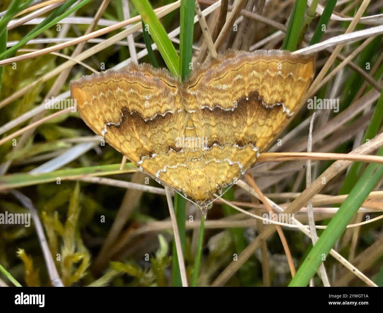 Yellow Shell Moth (Camptogramma bilineata Stock Photo - Alamy