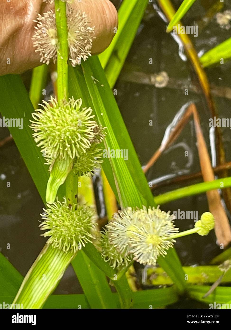 American bur reed hi-res stock photography and images - Alamy