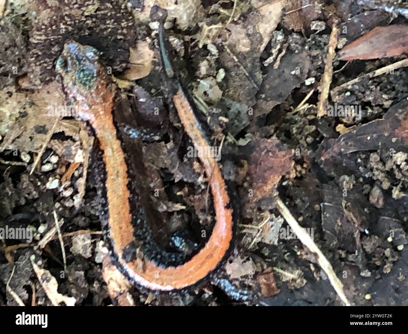 Eastern Red-backed Salamander (Plethodon cinereus Stock Photo - Alamy