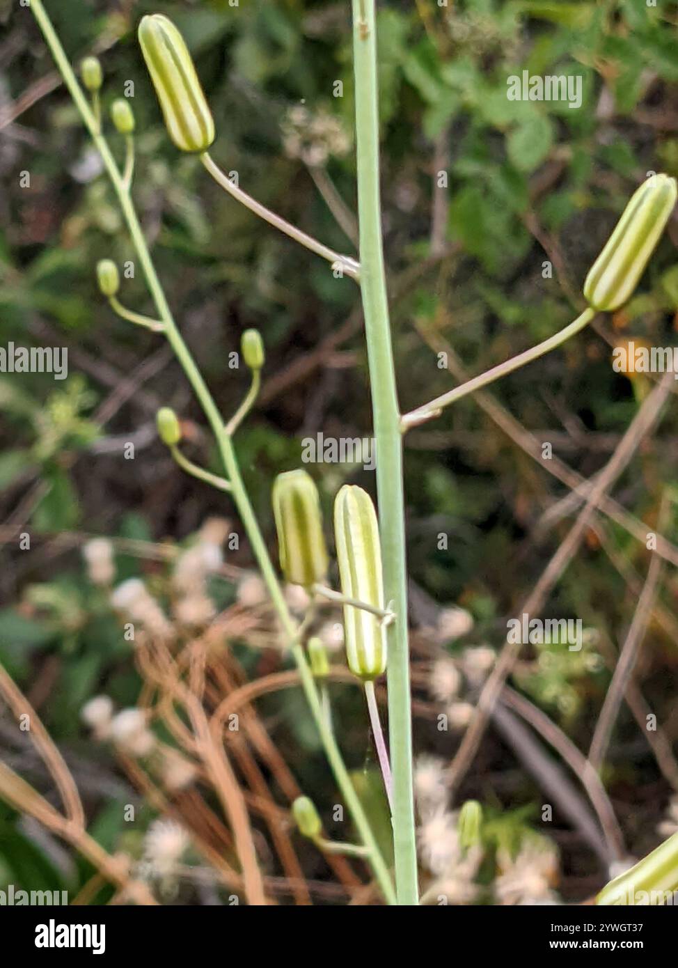 wavy-leafed soap plant (Chlorogalum pomeridianum Stock Photo - Alamy