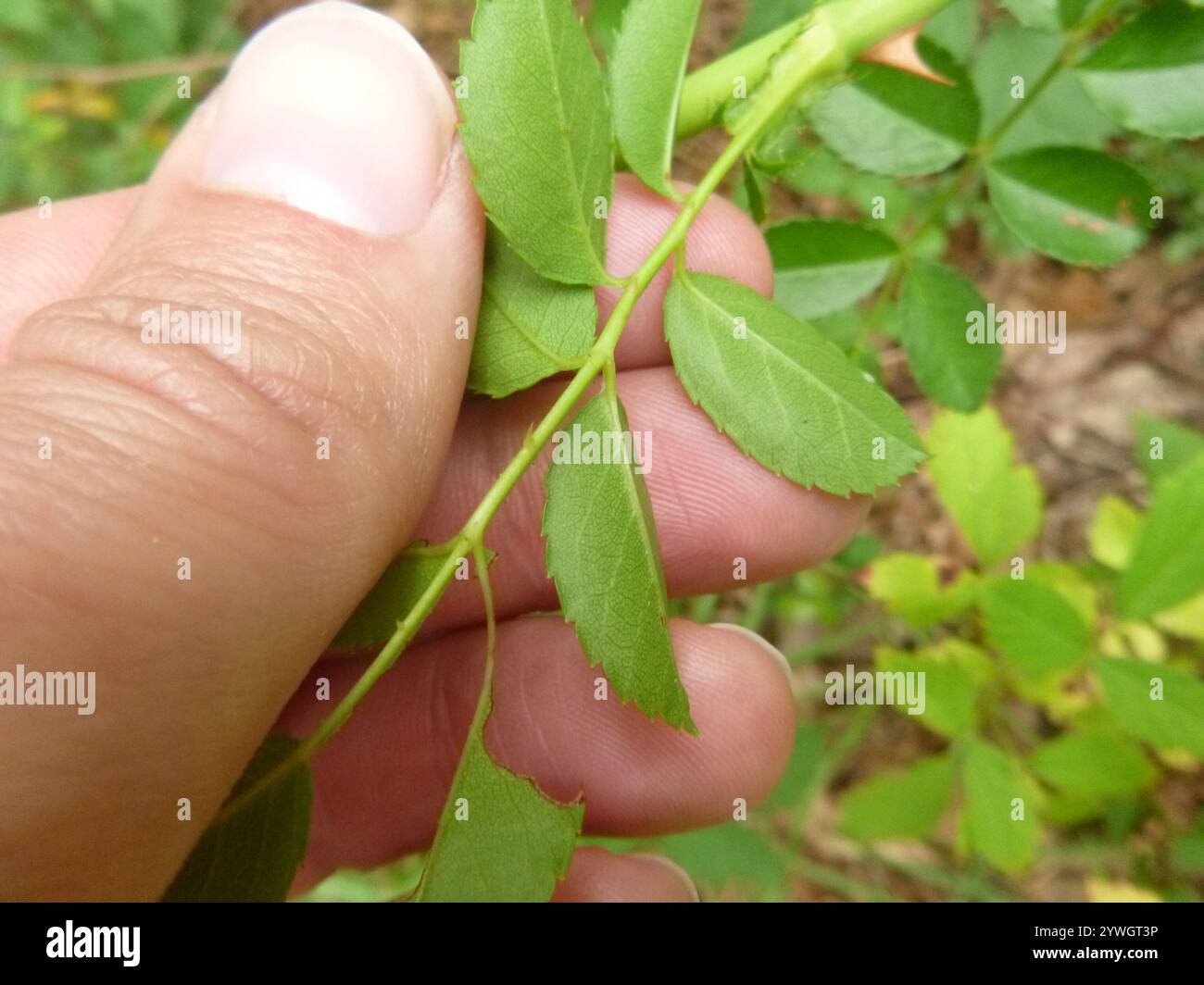 Memorial Rose (Rosa lucieae Stock Photo - Alamy