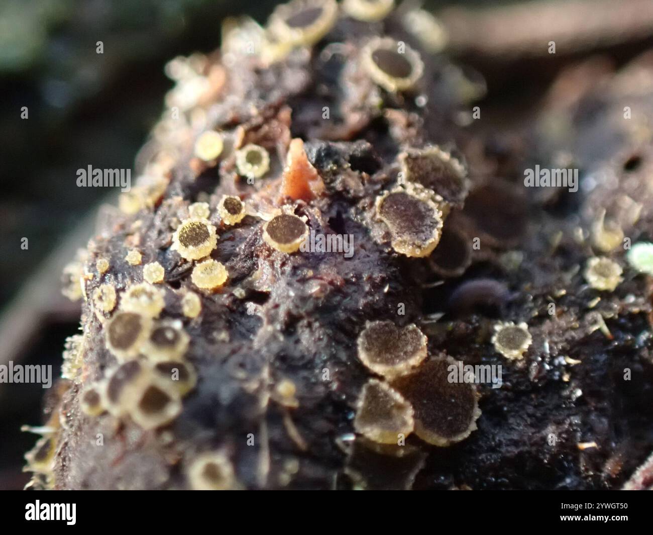 Ascobolus hi-res stock photography and images - Alamy