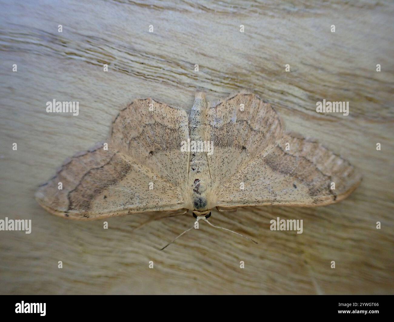 Riband Wave (Idaea aversata Stock Photo - Alamy