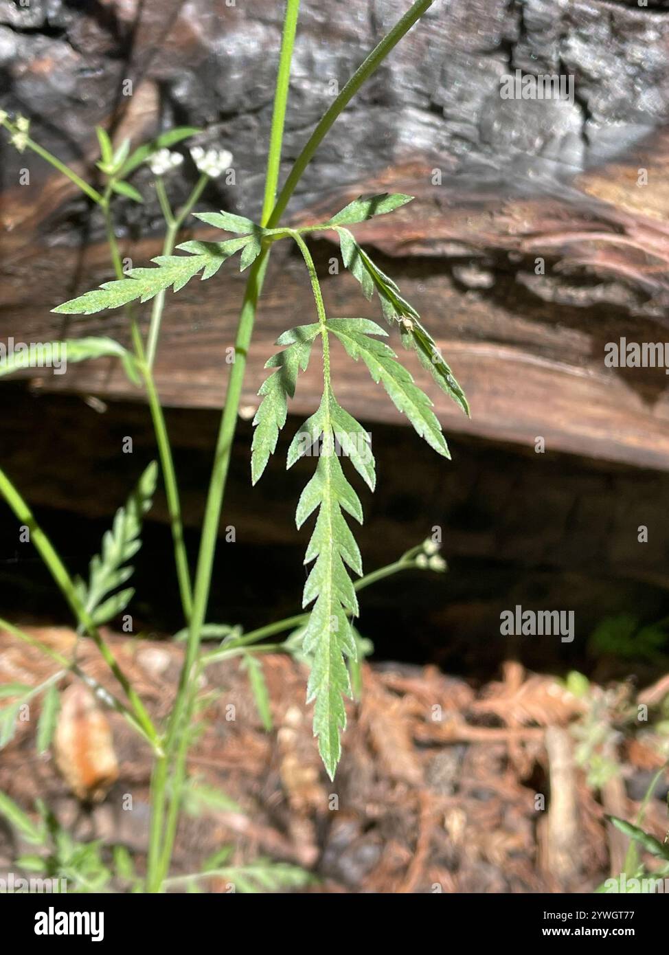 common hedge parsley (Torilis arvensis Stock Photo - Alamy