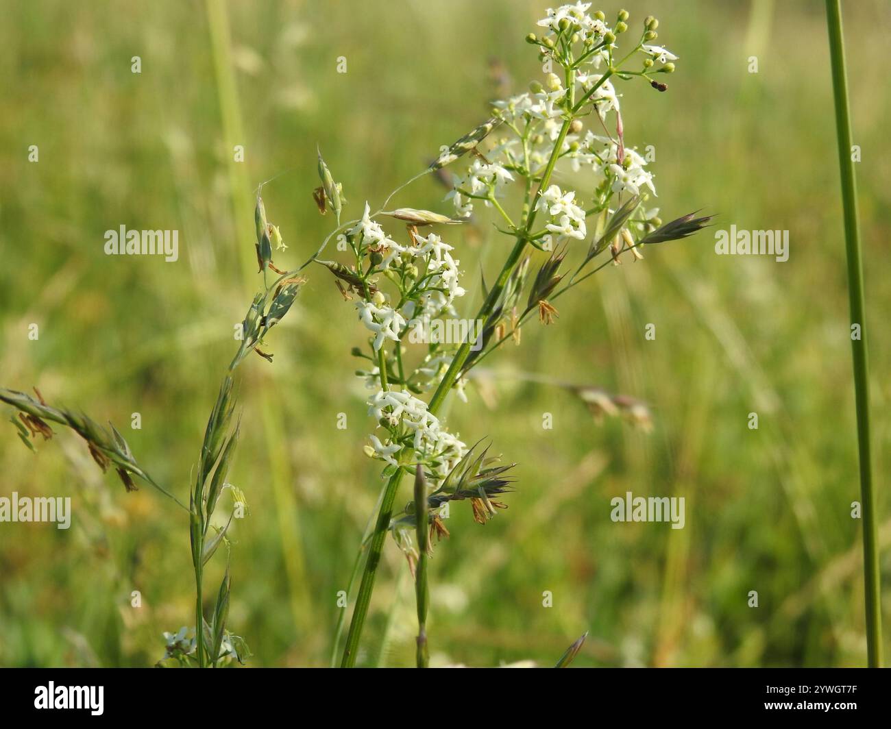 white bedstraw (Galium album Stock Photo - Alamy