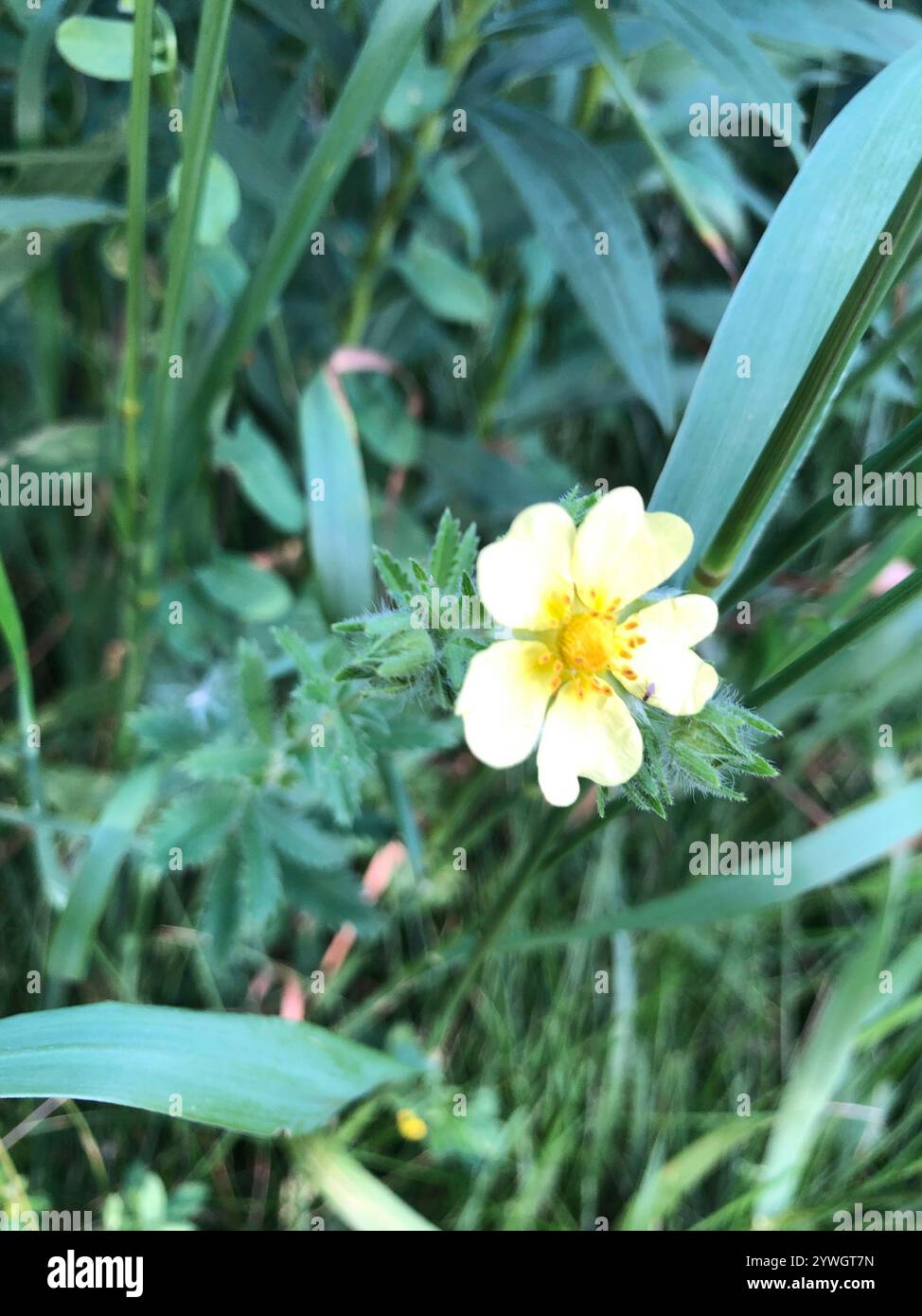 sulphur cinquefoil (Potentilla recta Stock Photo - Alamy