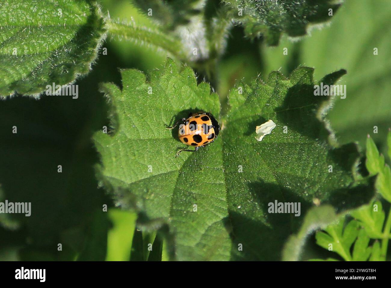 Notated Lady Beetle (Ceratomegilla notata Stock Photo - Alamy