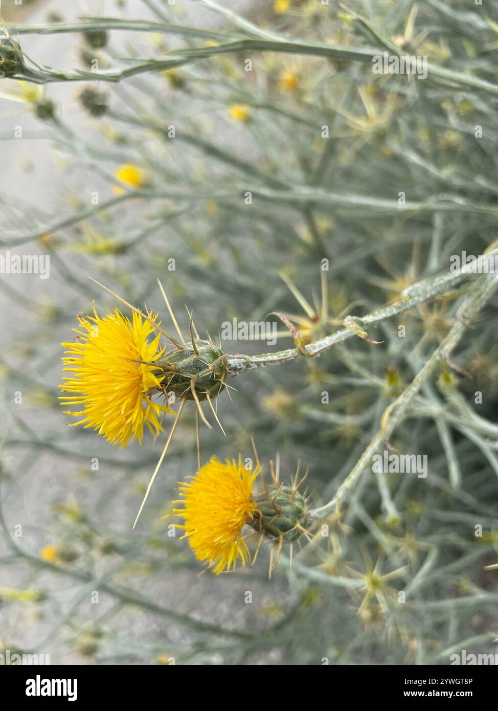 Yellow Star-Thistle (Centaurea solstitialis Stock Photo - Alamy