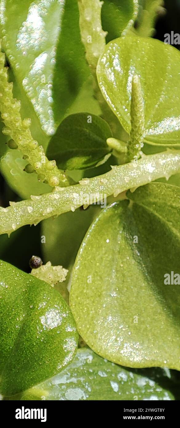Pepper elder (Peperomia pellucida Stock Photo - Alamy