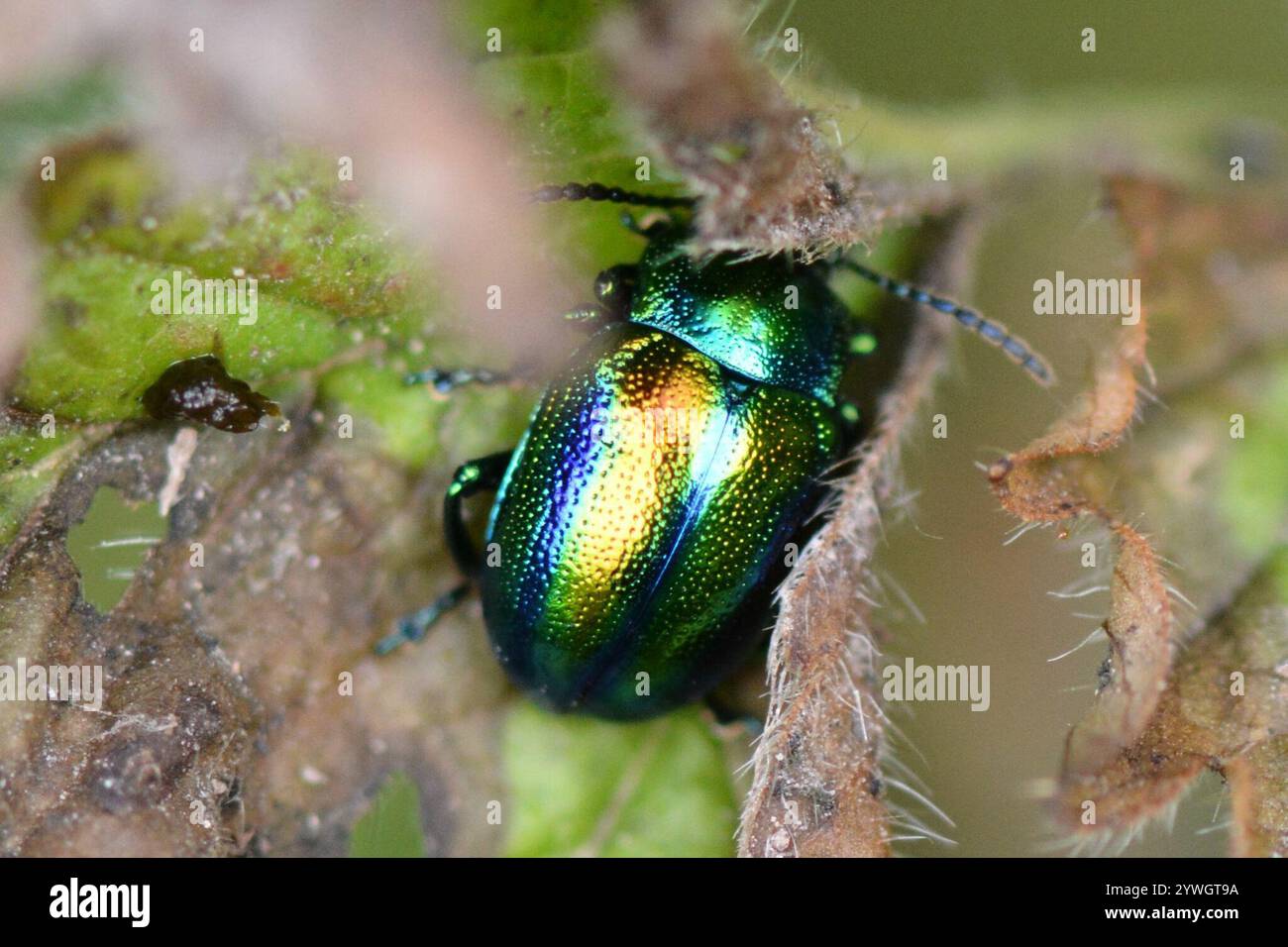 Dead-nettle Leaf Beetle (Fasta fastuosa Stock Photo - Alamy